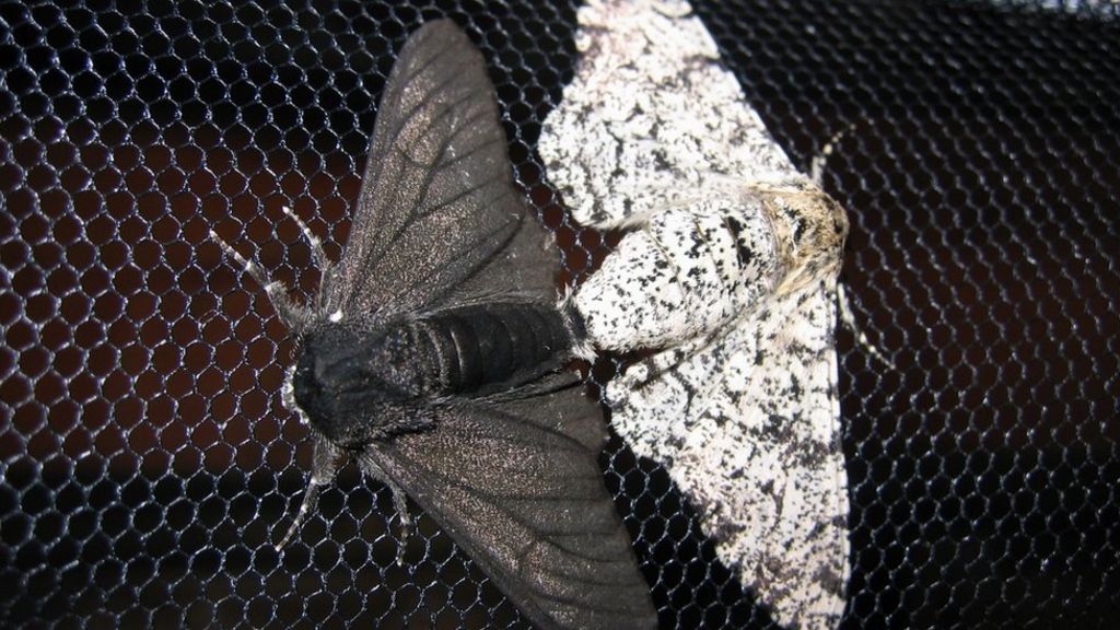famous-peppered-moth-s-dark-secret-revealed-bbc-news
