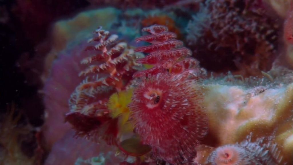 Worlds Coral Reefs Under Threat From Bleaching Bbc News
