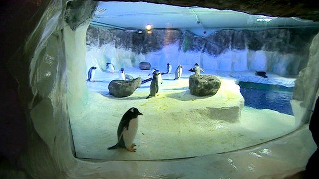 Penguin Colony Settles Into New Home At Sea Life Centre BBC News Penguin Colony Settles Into New Home At Sea Life Centre BBC News