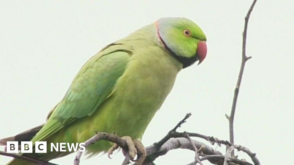Wild parakeets take roost in Birmingham's Shard End - BBC News