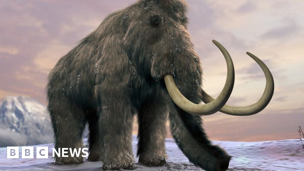 Last woolly mammoths 'died of thirst' - BBC News Last woolly mammoths 'died of thirst' - BBC News