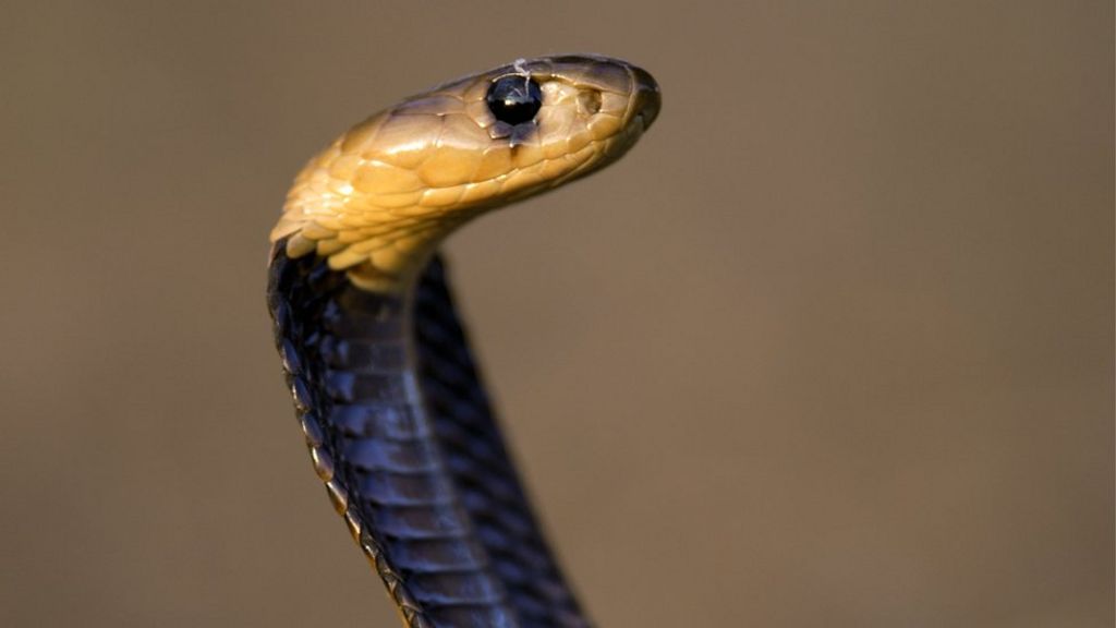 The amazing science behind fatal snake bites - BBC News