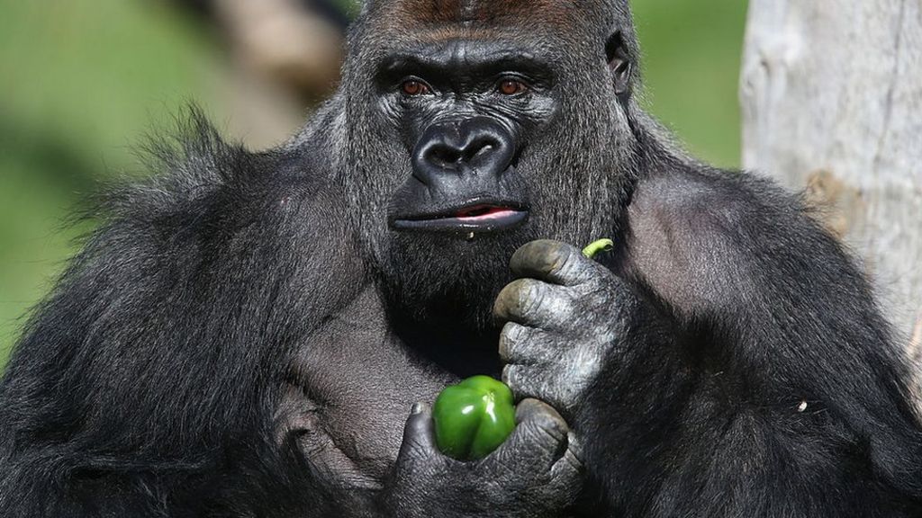London Zoo gorilla Kumbuka recaptured after enclosure escape - BBC News
