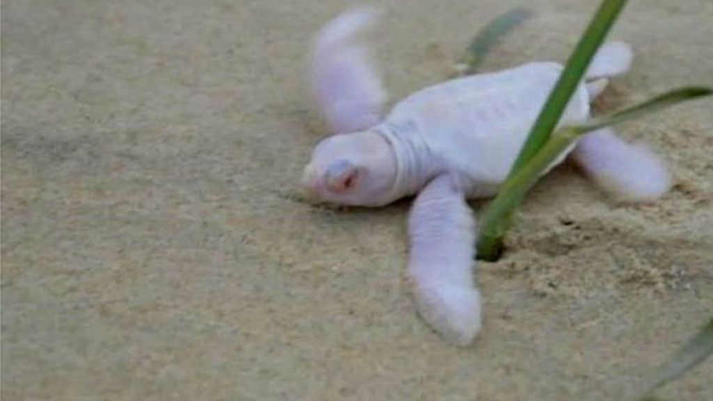 Rare albino turtle hatchling found on Queensland beach - BBC News