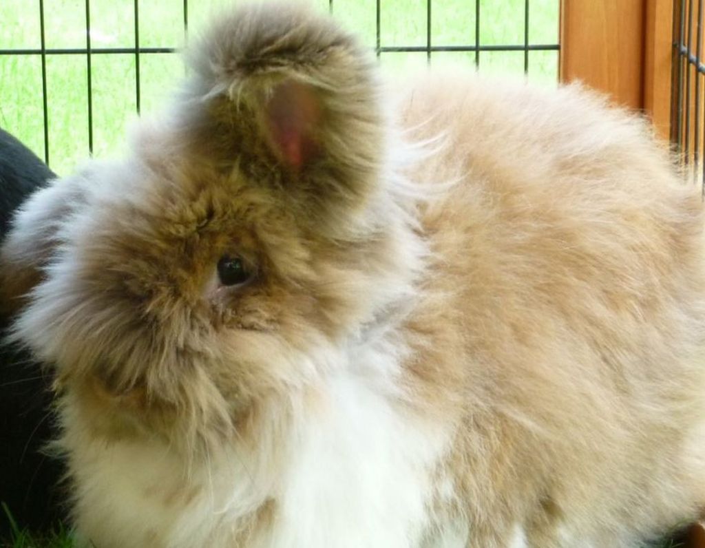 Croydon Cat Killer Harpenden Mutilated Rabbit Linked Bbc News