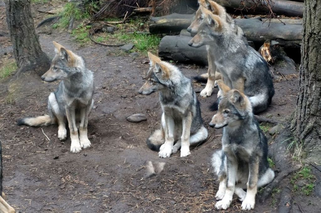 What big ears you've got: Park's wolf pups growing up - BBC News