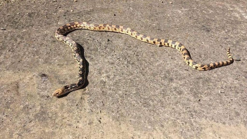Spotted: 6ft pet snake on the loose in Pembrokeshire - BBC News