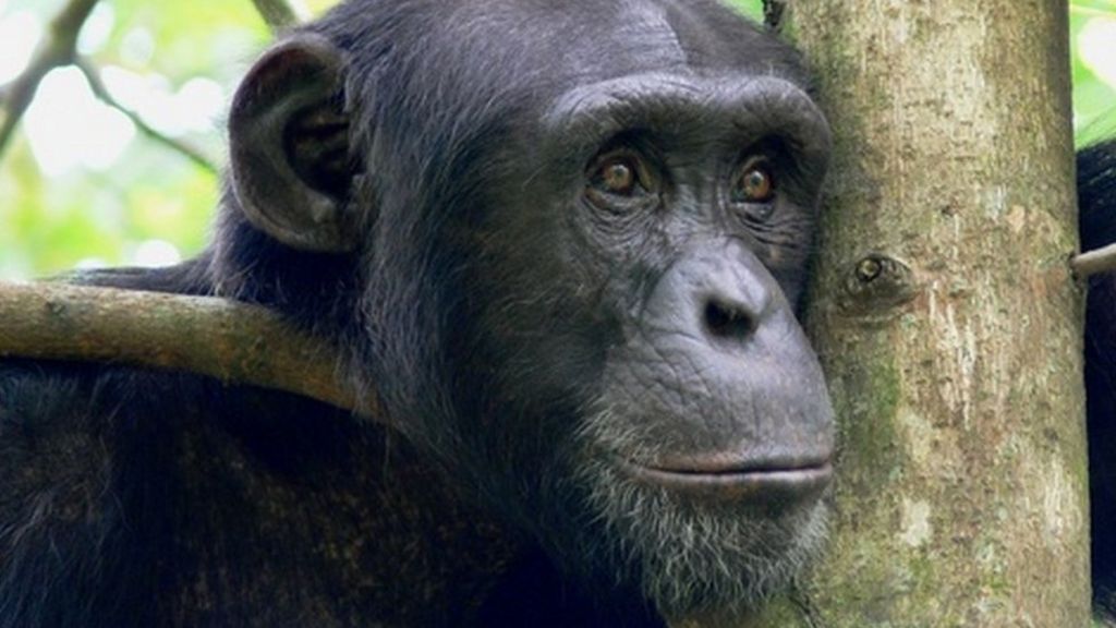 Primate tool-use: Chimpanzees make drinking sticks - BBC News