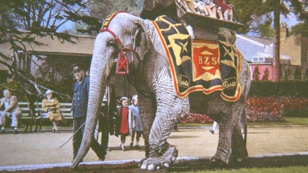 Bristol Zoo News at Christopher Hannan blog