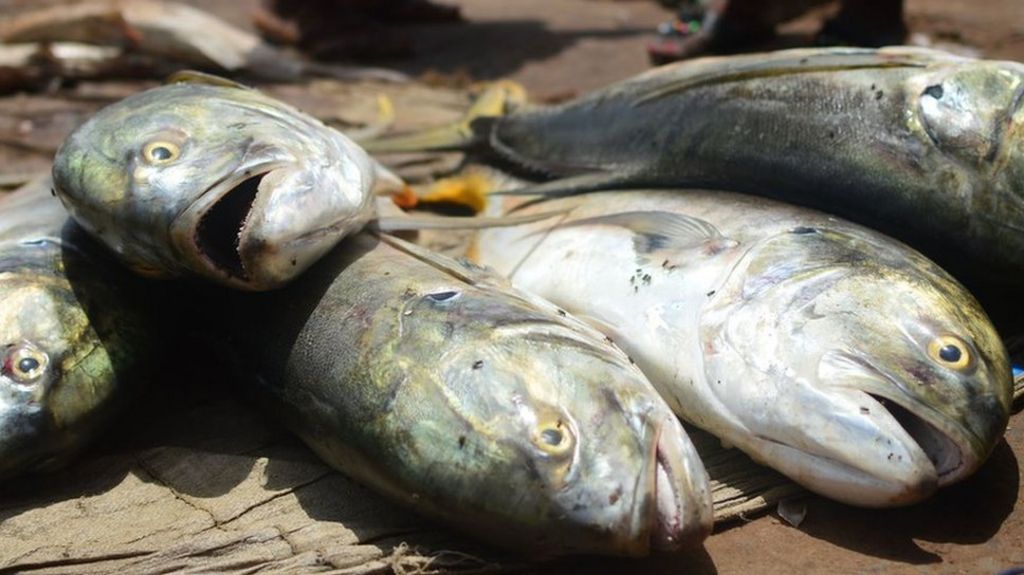 In pictures: Fishing in Sierra Leone - BBC News