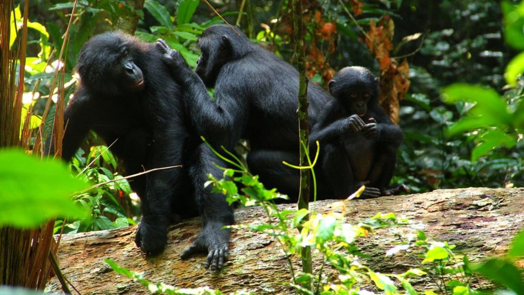 Bonobo squeaks hint at earlier speech evolution - BBC News