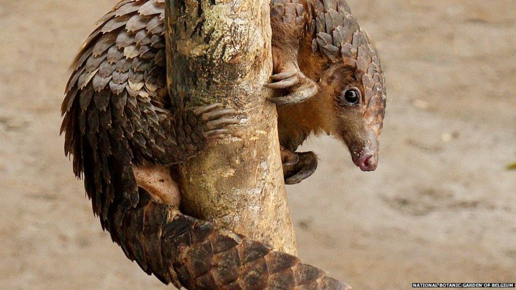 Poaching pushes pangolin closer to extinction - BBC News