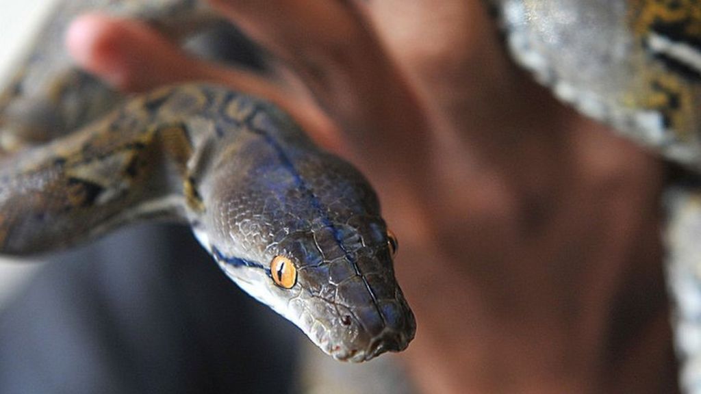 How did an Indonesian python eat a man? - BBC News