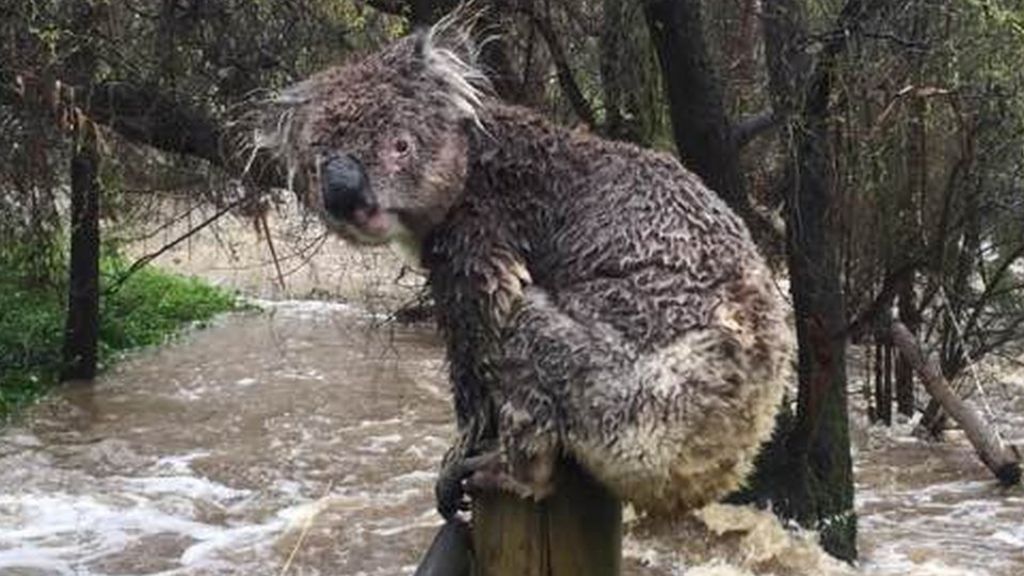 Koala bears Australia's wild weather - BBC News