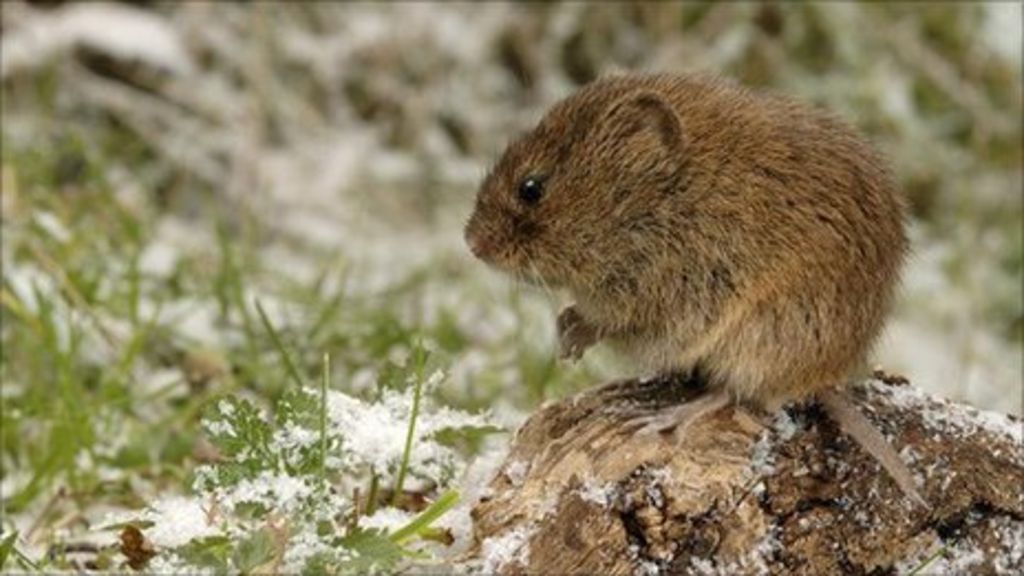 Scottish field vole plague reaches record level - BBC News