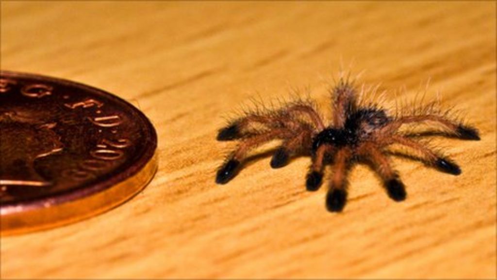 Tiny tarantulas born at Cheshire Blue Planet Aquarium - BBC News