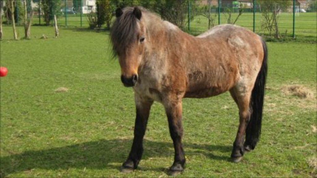 Last surviving Northumberland pit pony dies - BBC News