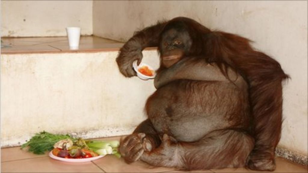 'Britain's fattest orangutan' Oshine loses 20kg on diet - BBC News