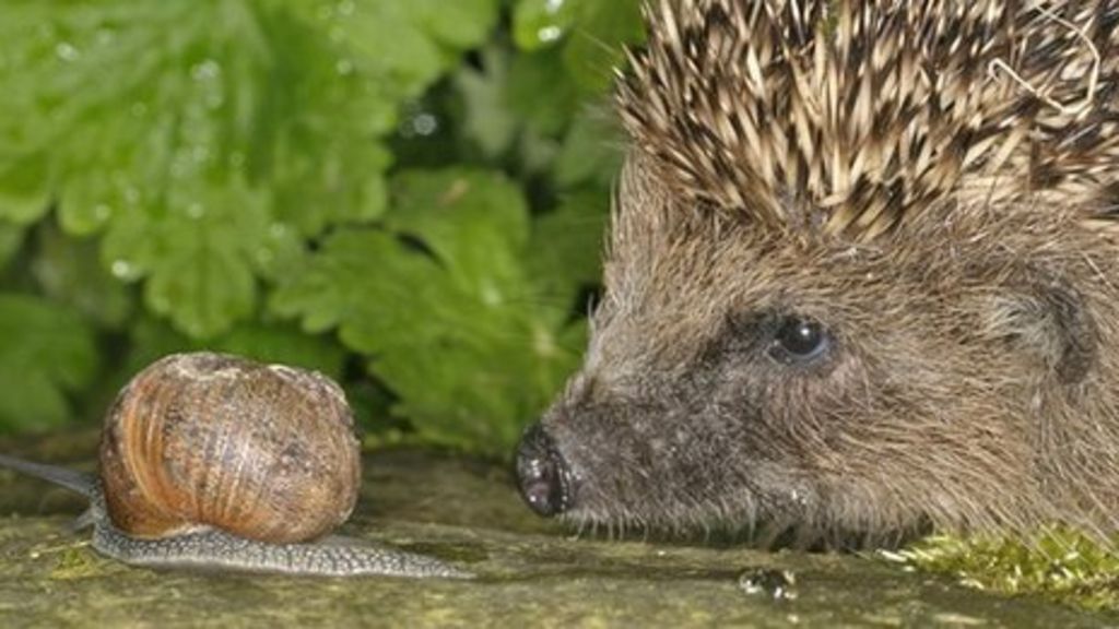 Public request for climate hedgehog study - BBC News