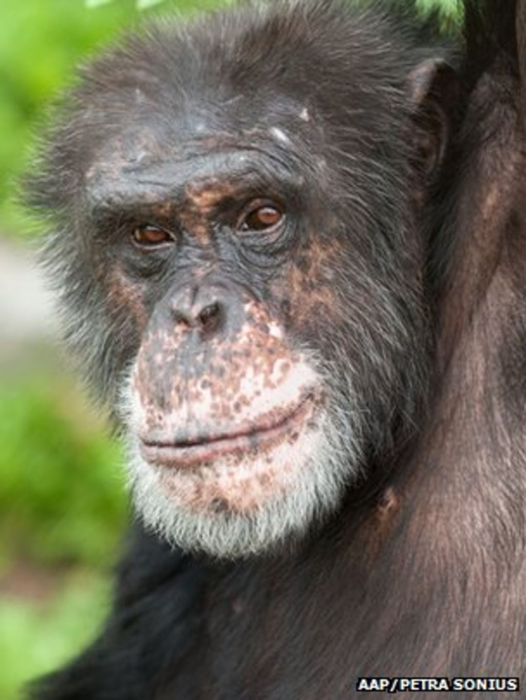 Lab chimps successfully treated with anti-depressants - BBC News