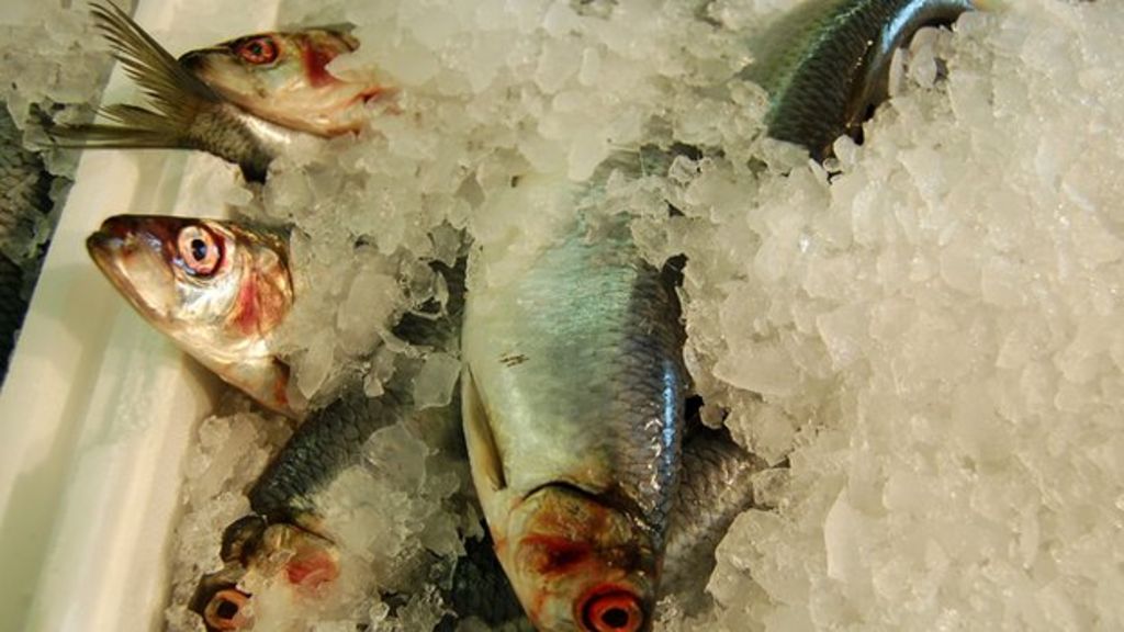 Mislabelled fish slip into Europe's menus - BBC News