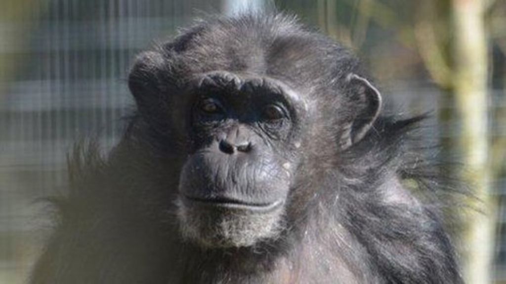 Chimps are 'naturally violent' according to researchers - BBC News