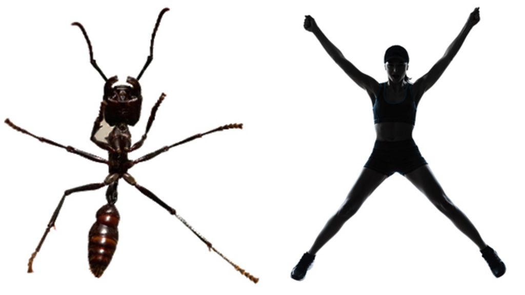 Are all the ants as heavy as all the humans? - BBC News