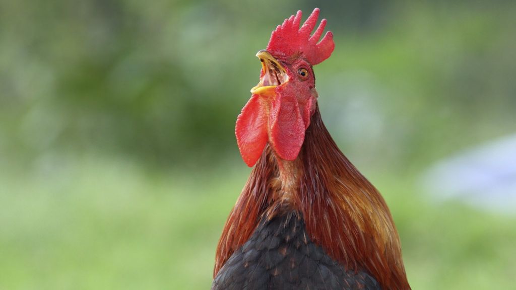 Scottish SPCA reports rise in abandoned cockerels - BBC News