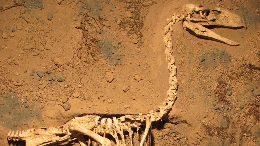 'Terror birds' had deep voices, fossil suggests - BBC News