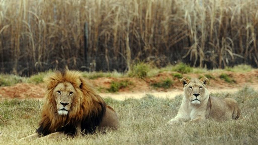 South Africa lion attack kills tourist - BBC News