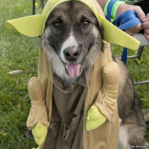 Dogs dressed up as aliens at the UFO Festival Costume Contest - CBBC ...