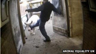 Norfolk pig farm suspended by Freedom Food over 'disgusting' footage ...