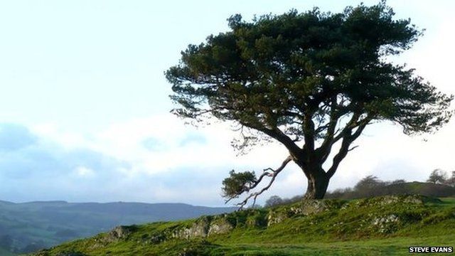 Llanfyllin's 'Lonely Tree' is Wales' tree of the year - BBC News