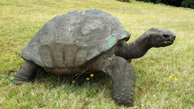 Jonathan (tortoise) - Alchetron, The Free Social Encyclopedia