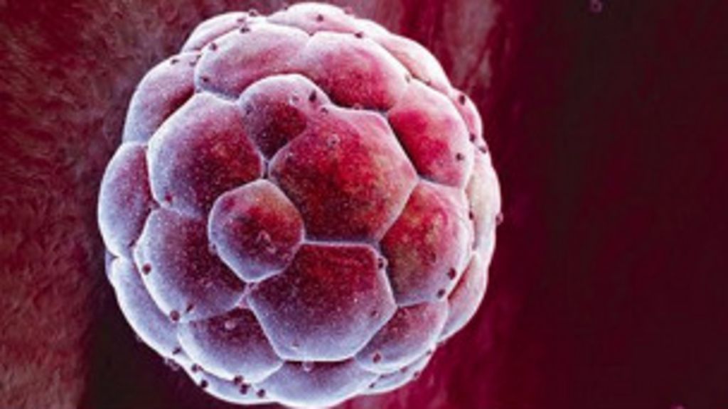 Un paso más hacia la clonación humana - BBC Mundo