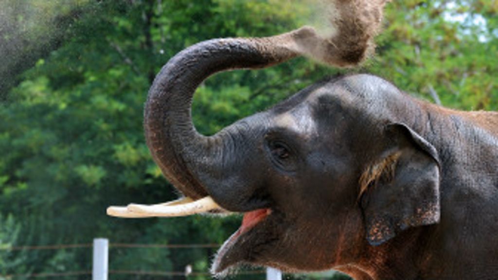 ¿Cuán inteligentes son los elefantes? - BBC Mundo