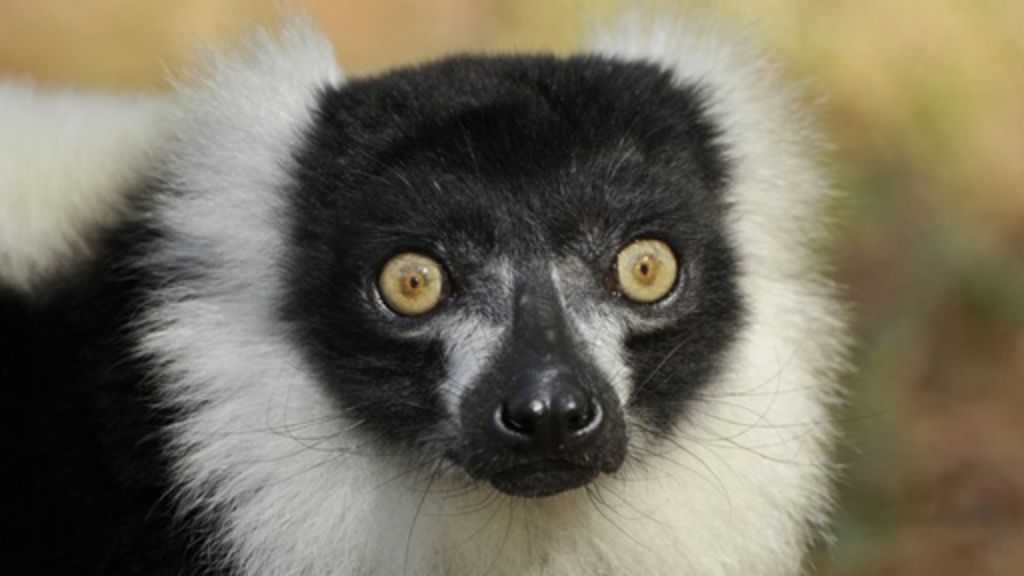 La vida de los lémures, esos extraños primates, en fotos - BBC Mundo
