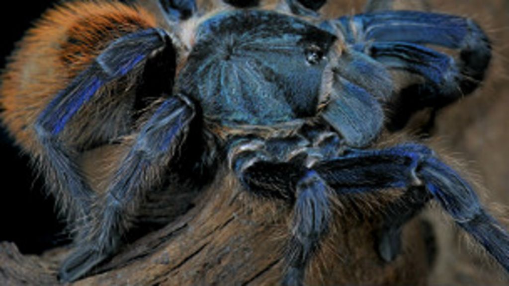 El espectacular mundo psicodélico de los bichos raros - BBC Mundo